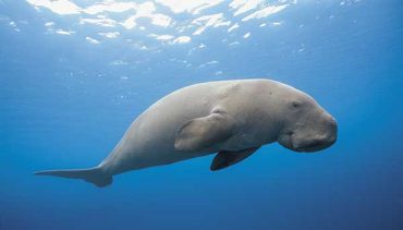 Dugong Sea Cow, Andaman Islands and Sighting | Experience Andaman ...