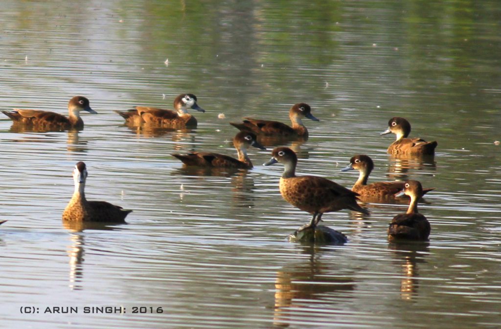 Bird Watching in Andaman at Port Blair and Havelock - Experience Andamans