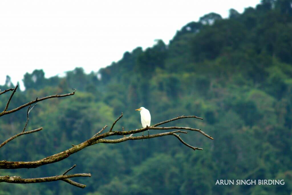 Bird Watching in Andaman at Port Blair and Havelock - Experience Andamans