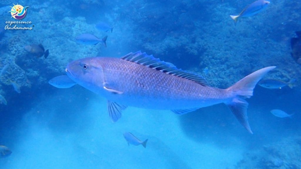 Colorful and Unique Fishes of the Andaman Island | Andaman Travel Blog ...