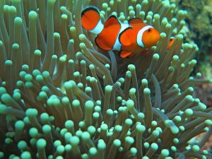 Colorful and Unique Fishes of the Andaman Island | Andaman Travel Blog ...