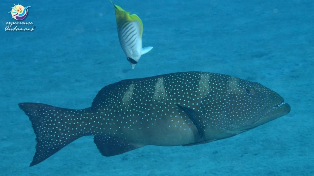Colorful and Unique Fishes of the Andaman Island | Andaman Travel Blog ...