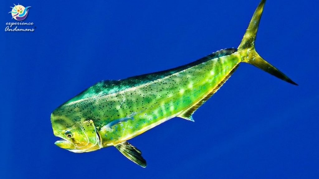 Colorful and Unique Fishes of the Andaman Island | Andaman Travel Blog ...