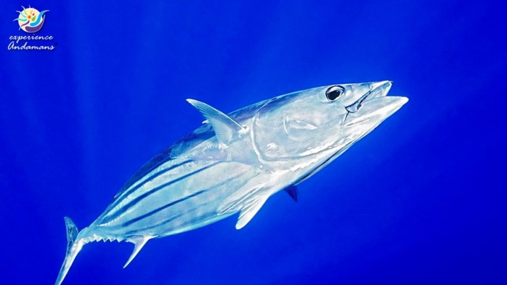 Colorful and Unique Fishes of the Andaman Island | Andaman Travel Blog ...