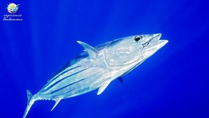 Colorful and Unique Fishes of the Andaman Island | Andaman Travel Blog ...