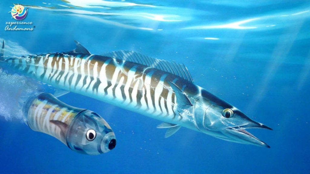 Colorful and Unique Fishes of the Andaman Island | Andaman Travel Blog ...